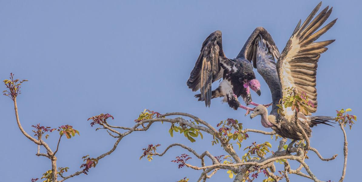 Using Biodiversity Credits to Conserve Vultures and Safeguard Ecosystems | Development Asia